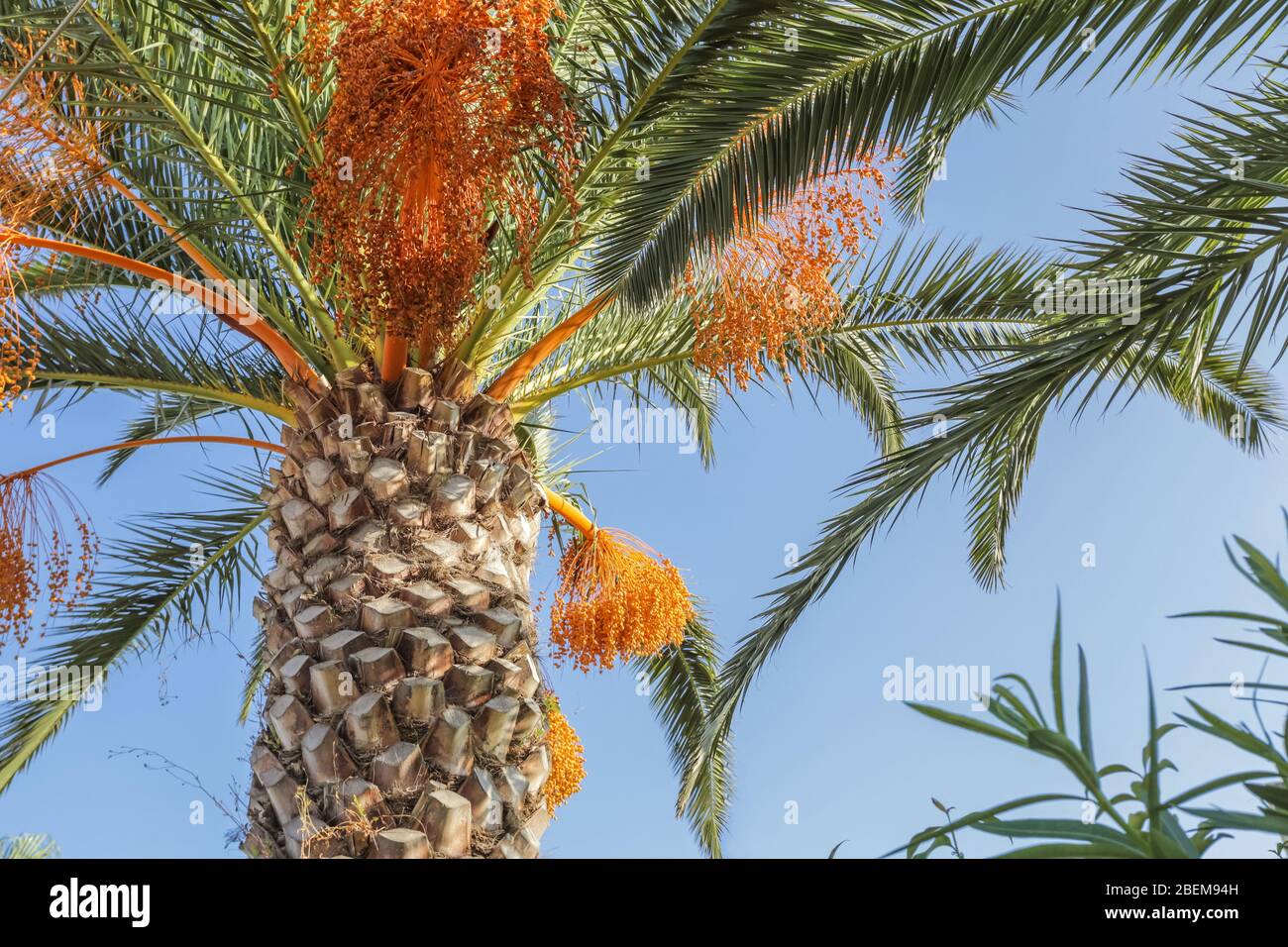 Colorful palm tree hi-res stock photography and images - Alamy