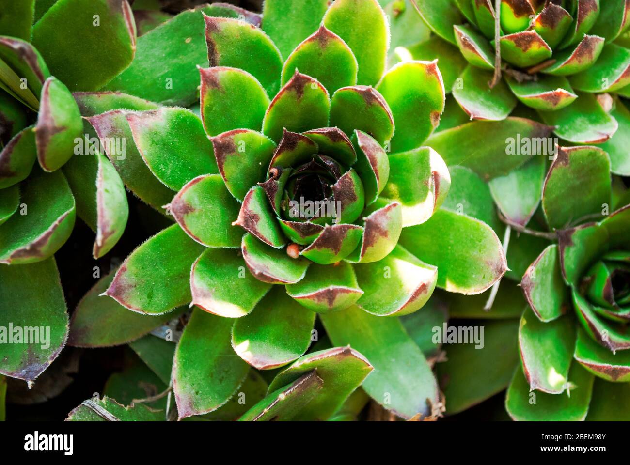 Succulents cactus forest hi-res stock photography and images - Alamy
