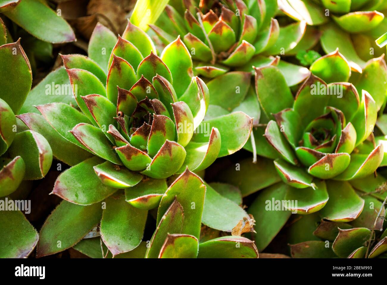 Succulents cactus forest hi-res stock photography and images - Alamy