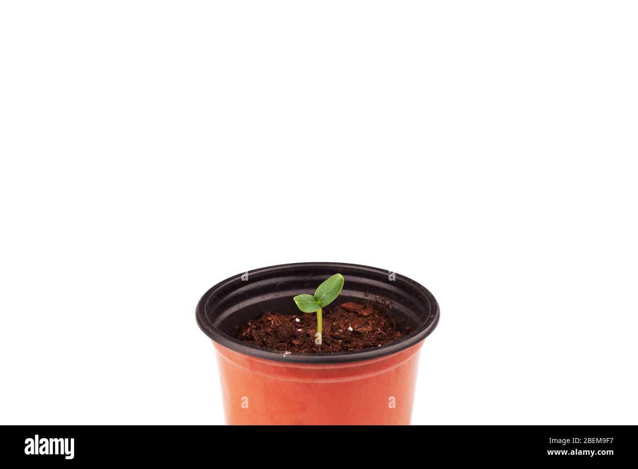Seedling in a pot on a white background Stock Photo - Alamy