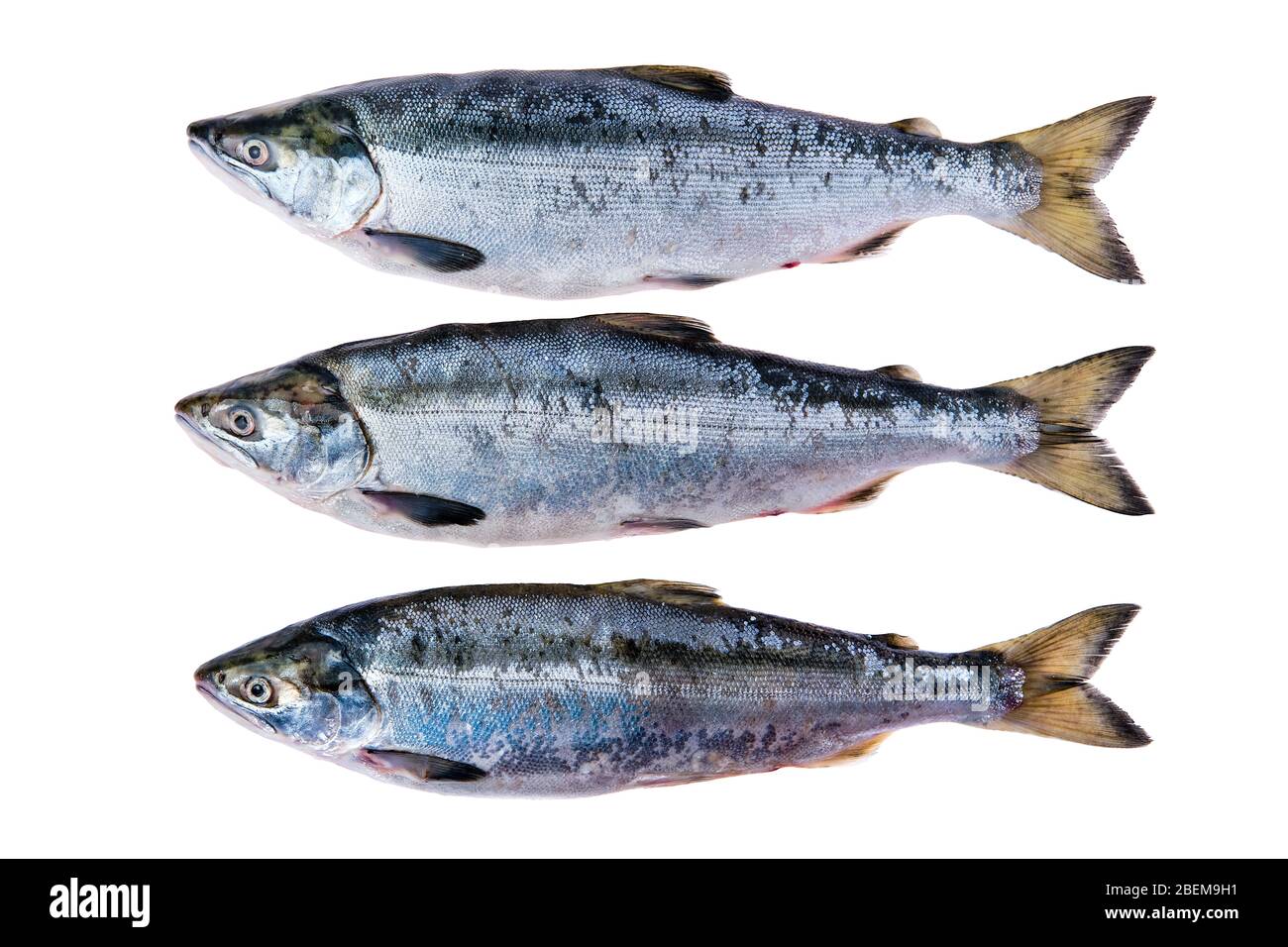 Red salmon isolated on white background Stock Photo - Alamy