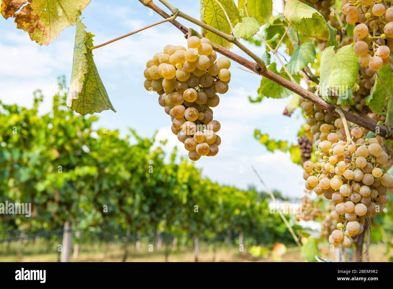Vineyards on the field. Grapes with vine and leaves in sunny weather ...