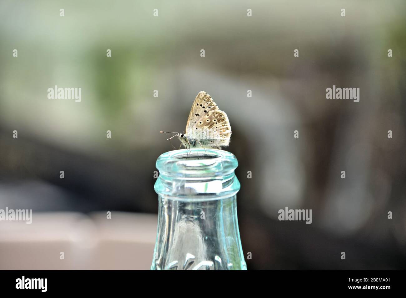 Common blue bottle butterfly hi-res stock photography and images - Alamy