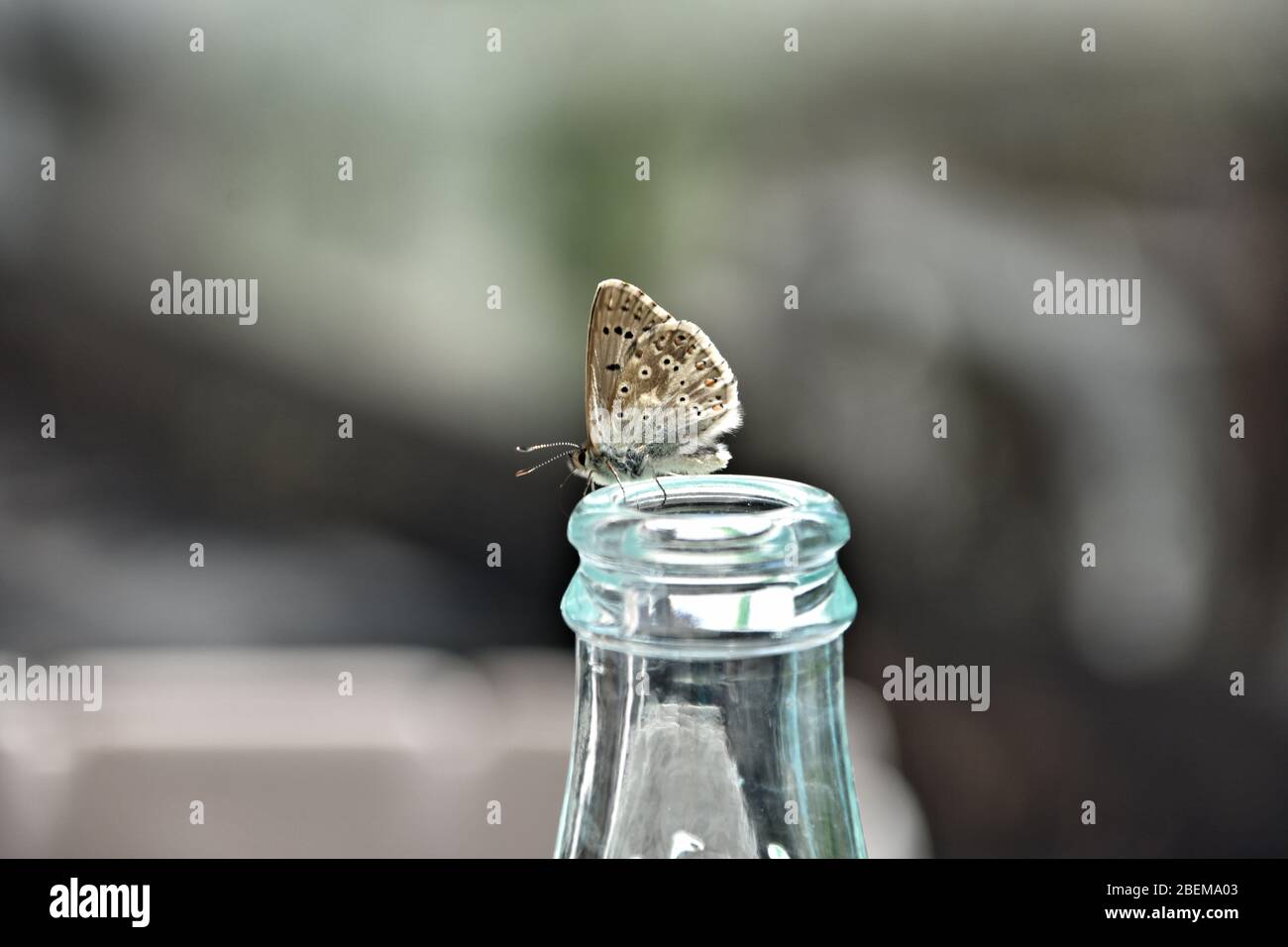 Blue bottle butterfly hi-res stock photography and images - Alamy