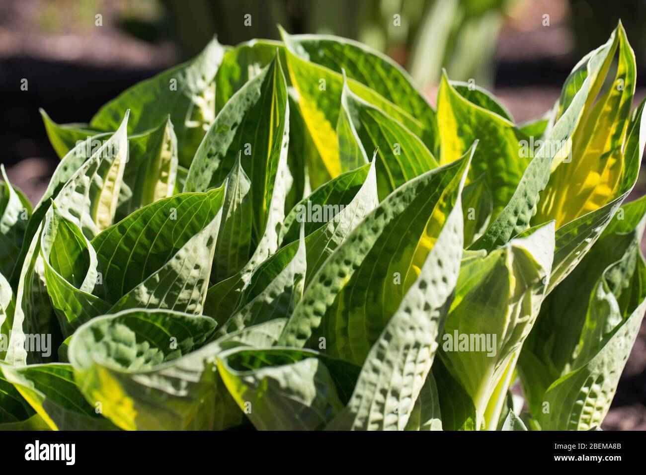 Hosta 'Forbidden Fruit' Stock Photo - Alamy