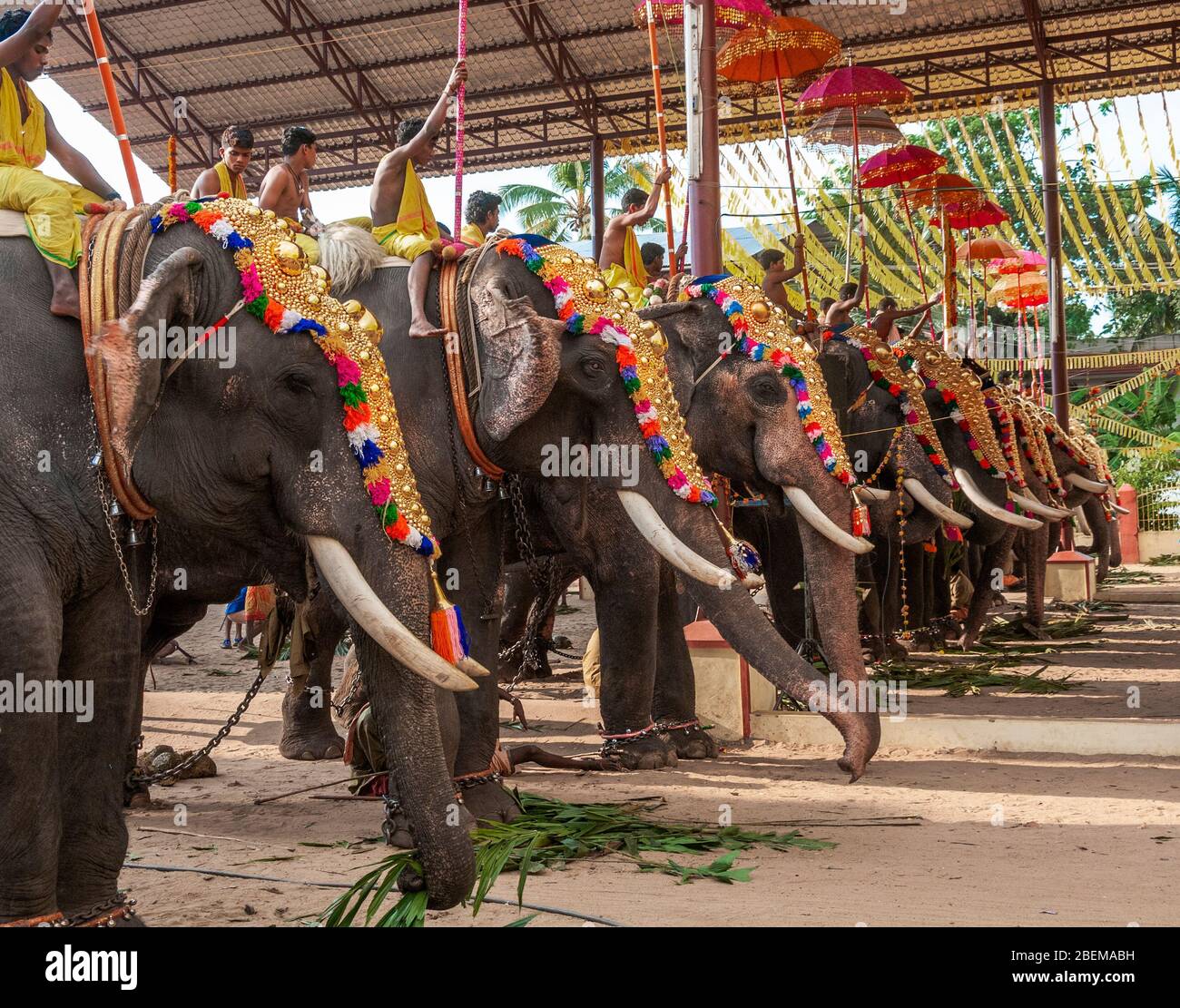 A spectacular display of decorated elephants lined up at the start of a ...