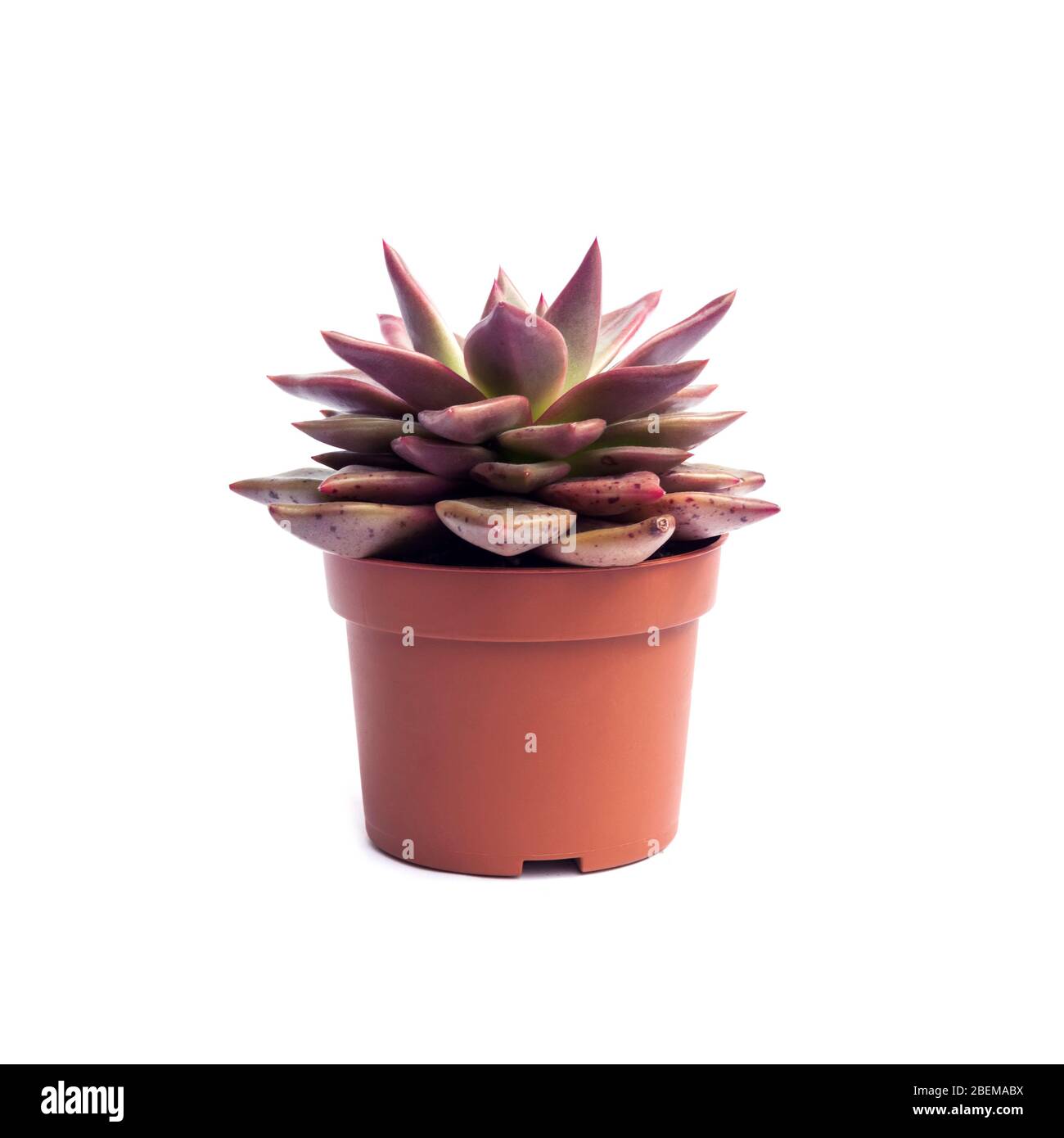 Taurus Plant High Resolution Stock Photography and Images - Alamy