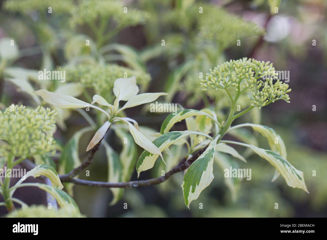 Cornus controversa variegata hi-res stock photography and images - Alamy
