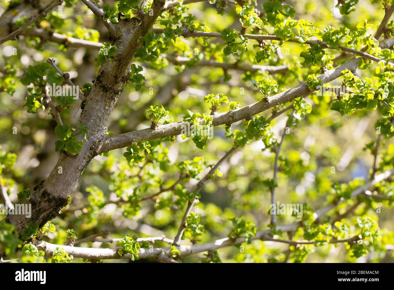 Garden grove spring hi-res stock photography and images - Alamy