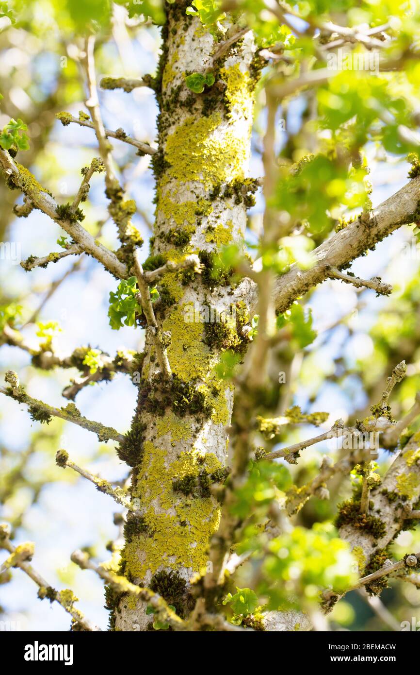 Spring grove hi-res stock photography and images - Alamy