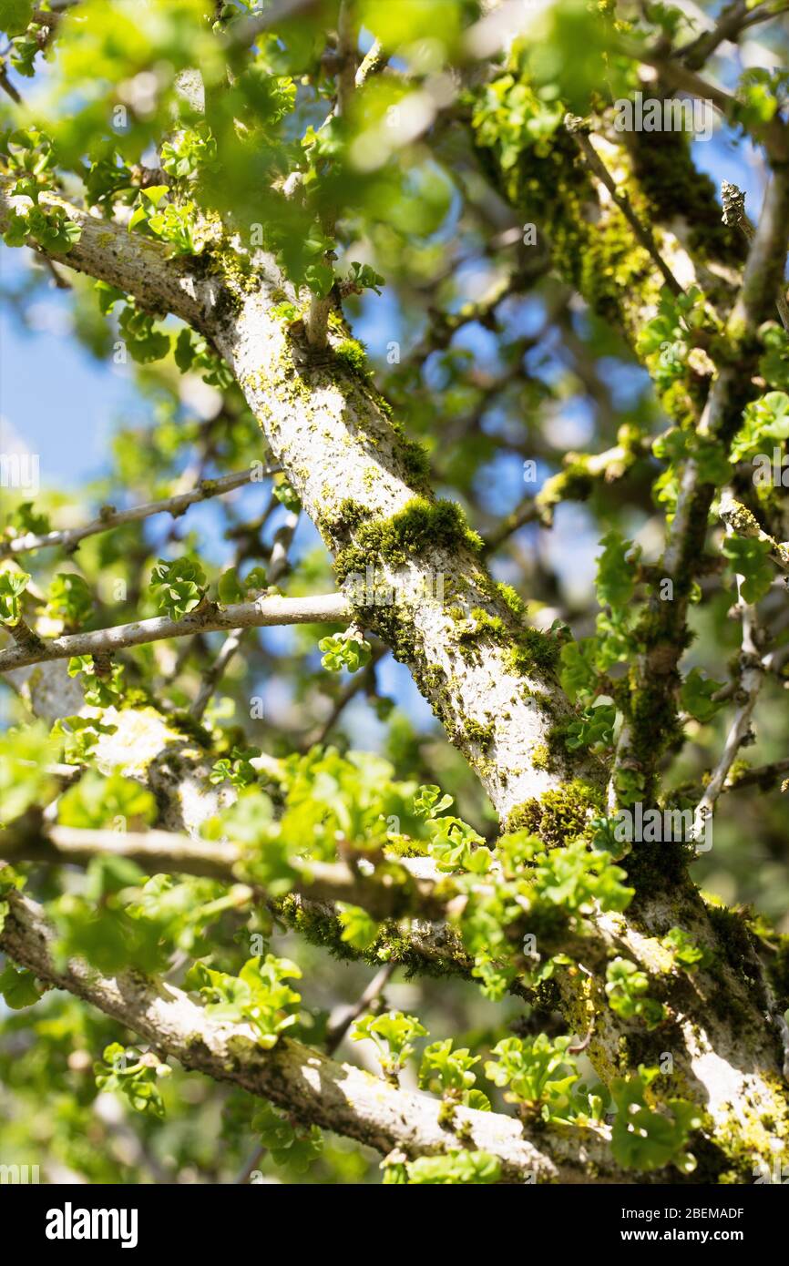 Spring grove hi-res stock photography and images - Alamy