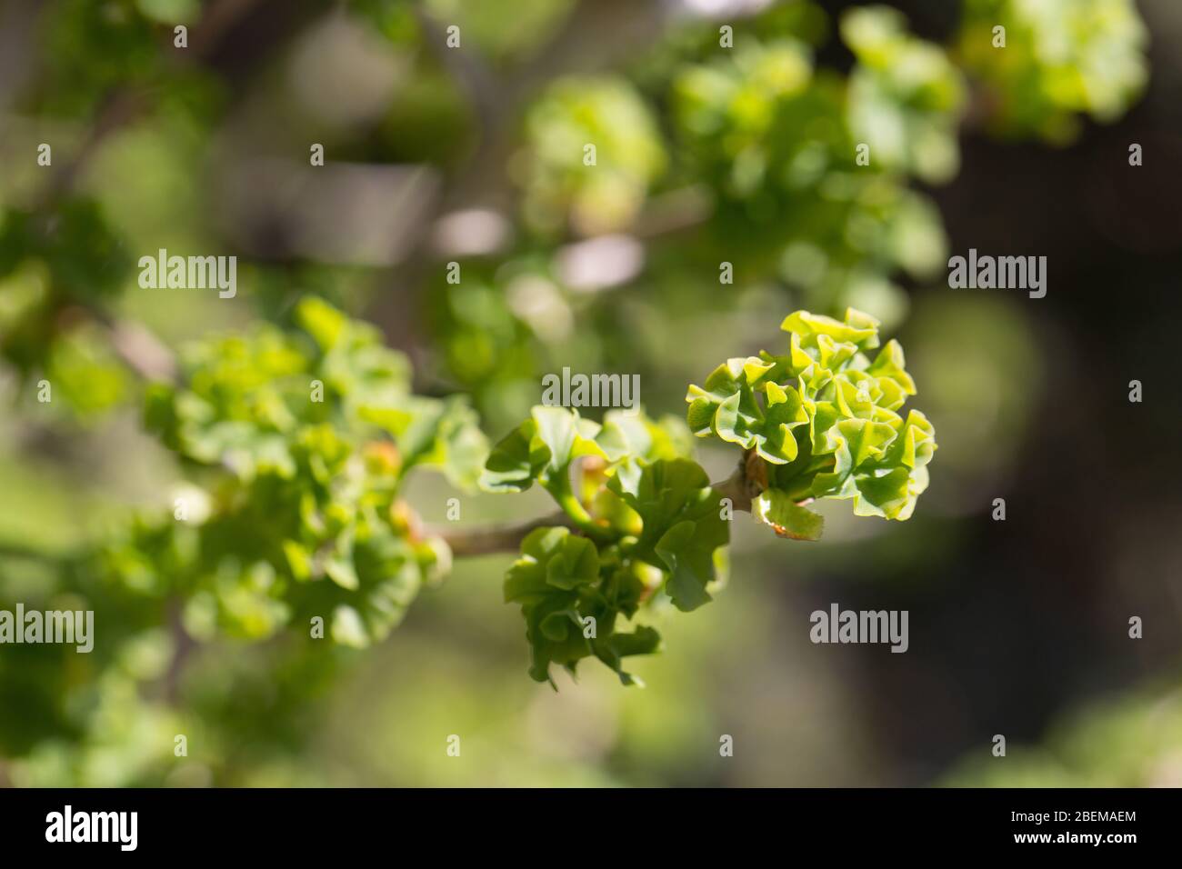 Ginkgo biloba 'spring grove' tree, close up Stock Photo - Alamy