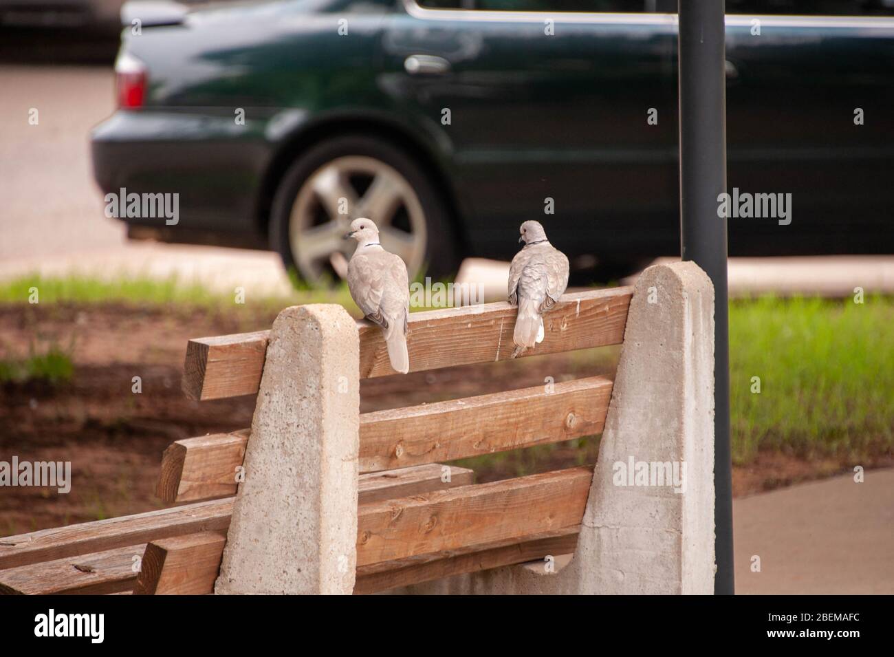 Ringed dove hi-res stock photography and images - Alamy