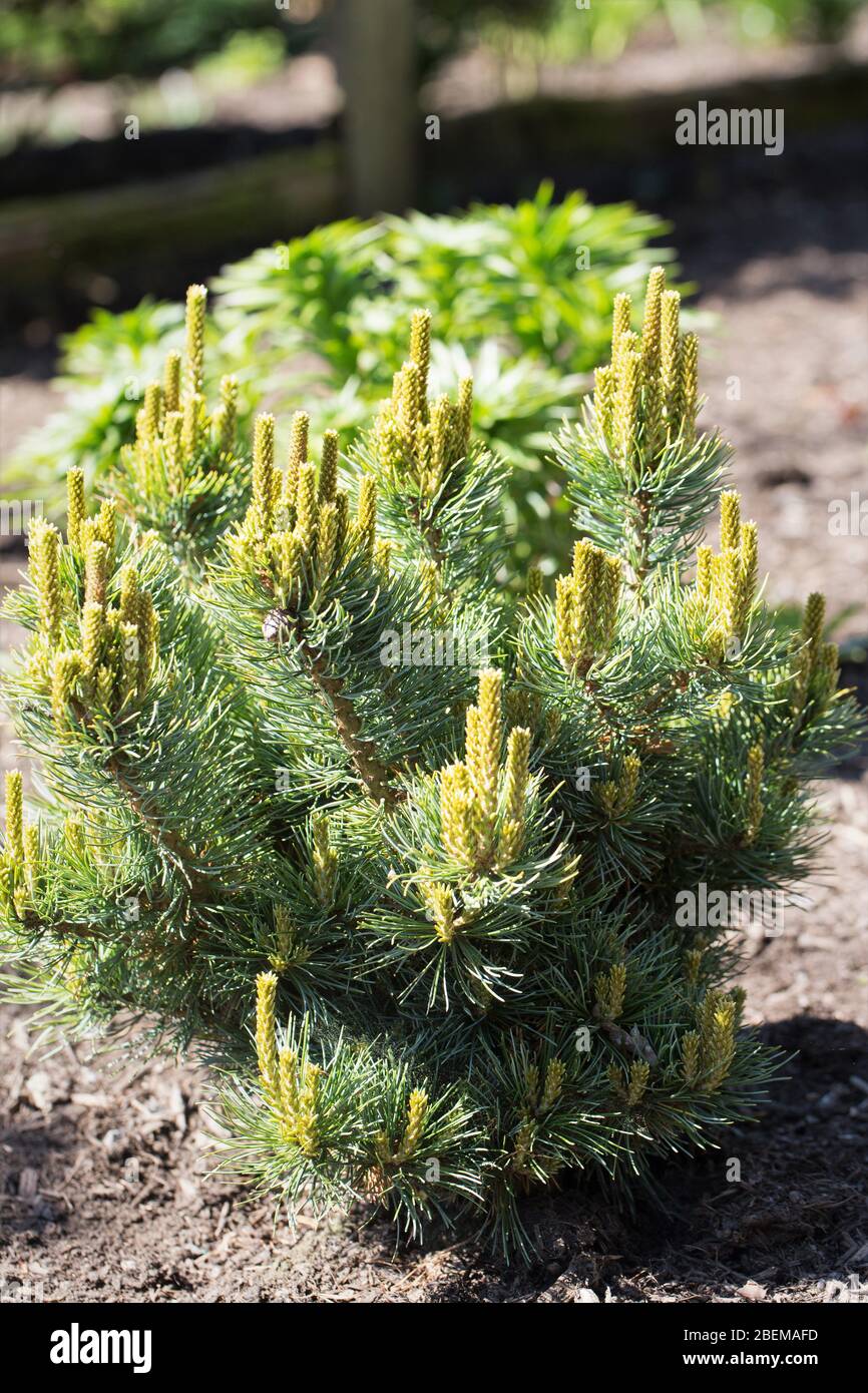 Pinus parviflora hi-res stock photography and images - Alamy