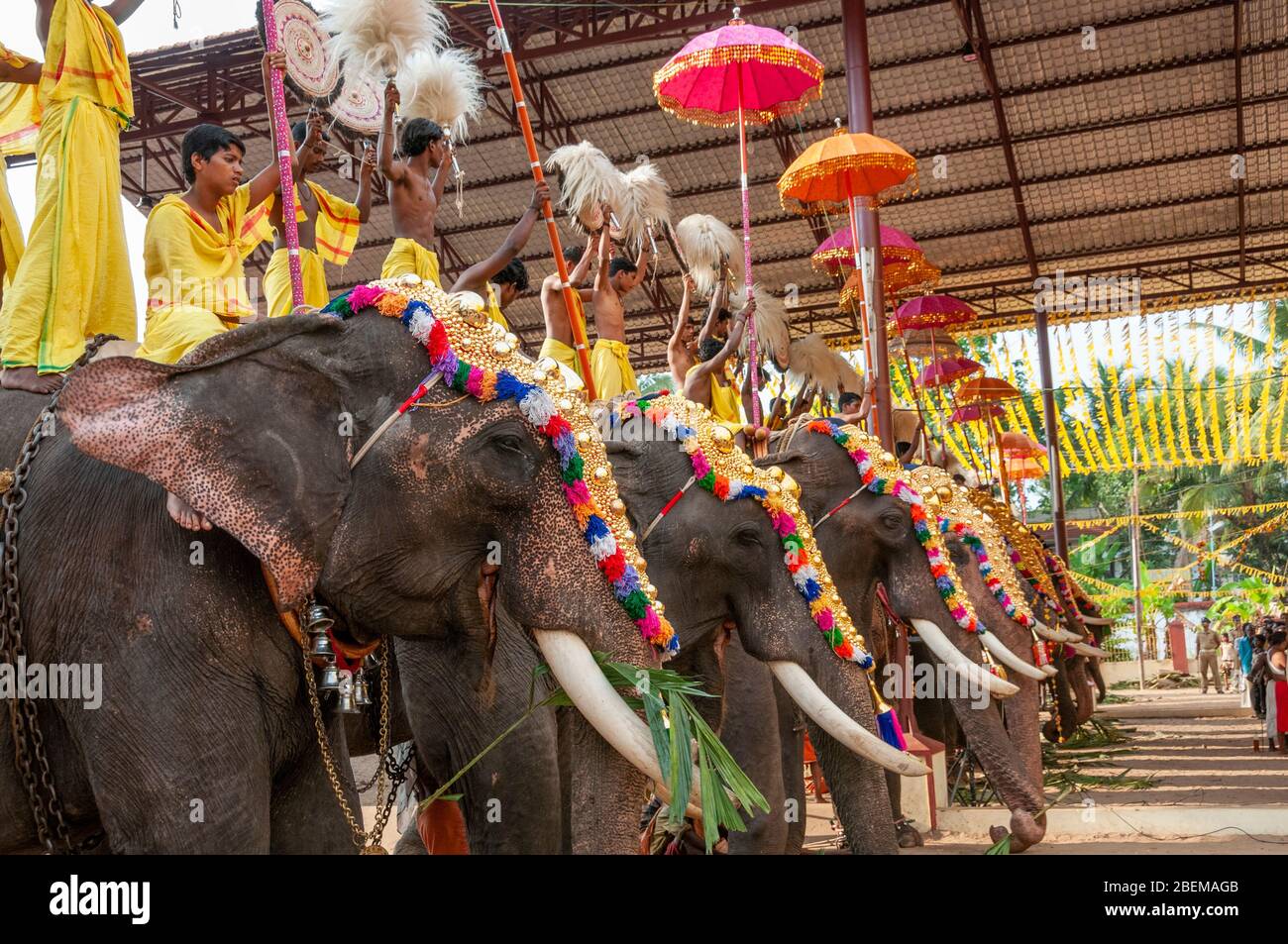 A spectacular display of decorated elephants lined up at the start of a ...
