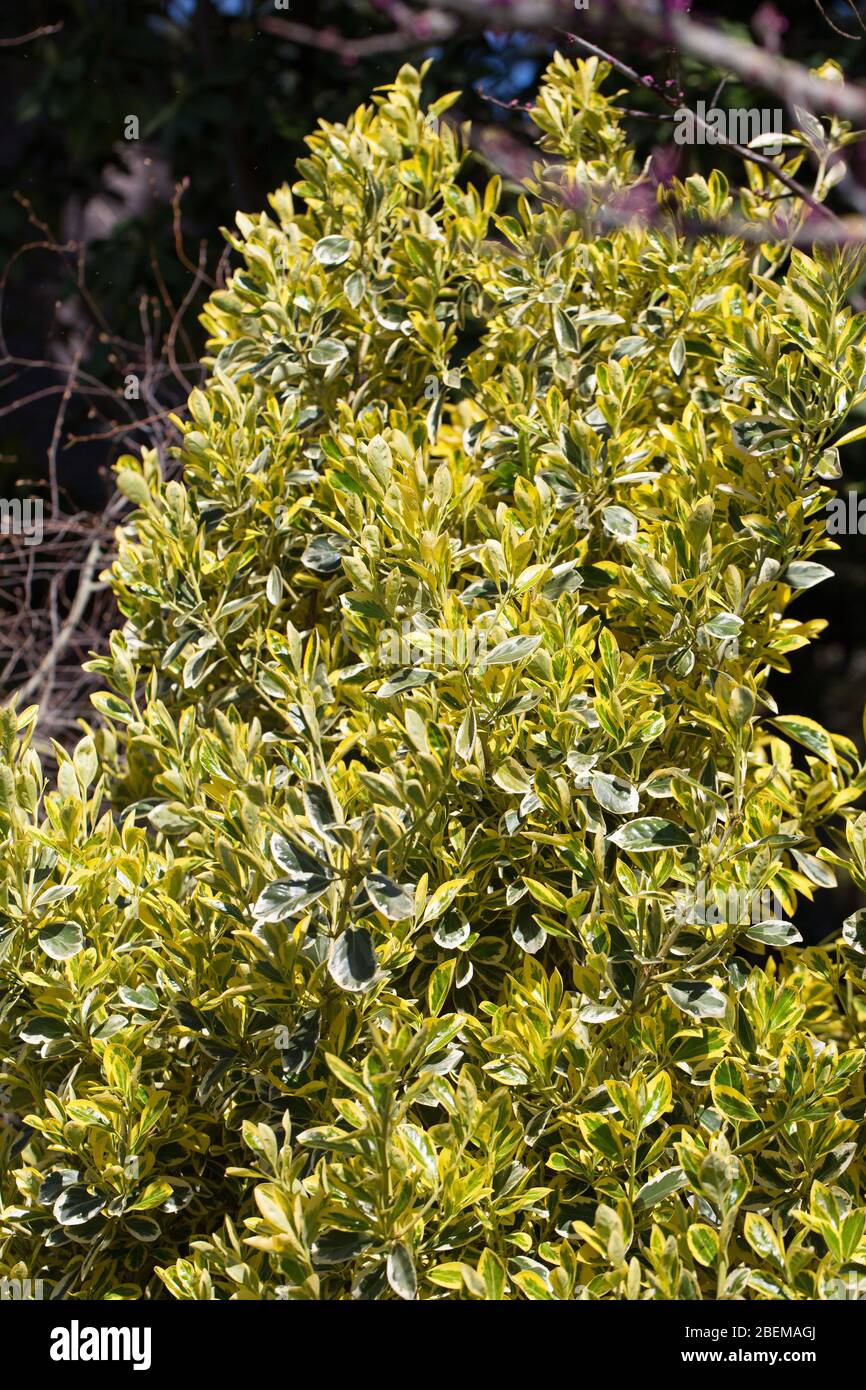 Euonymus japonicus 'Silver King' Stock Photo - Alamy