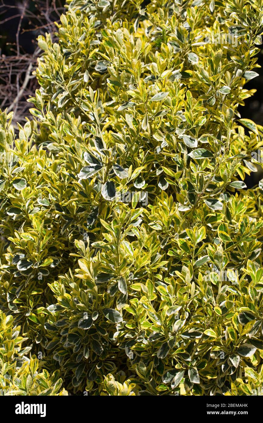 Euonymus japonicus 'Silver King' Stock Photo - Alamy