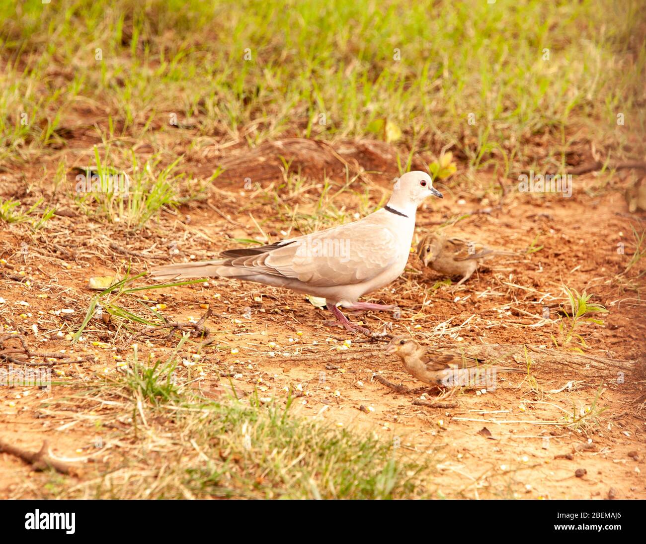 Dove trees hi-res stock photography and images - Alamy