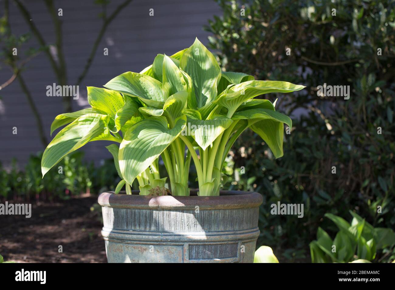 Hosta 'Victory', in a container Stock Photo - Alamy