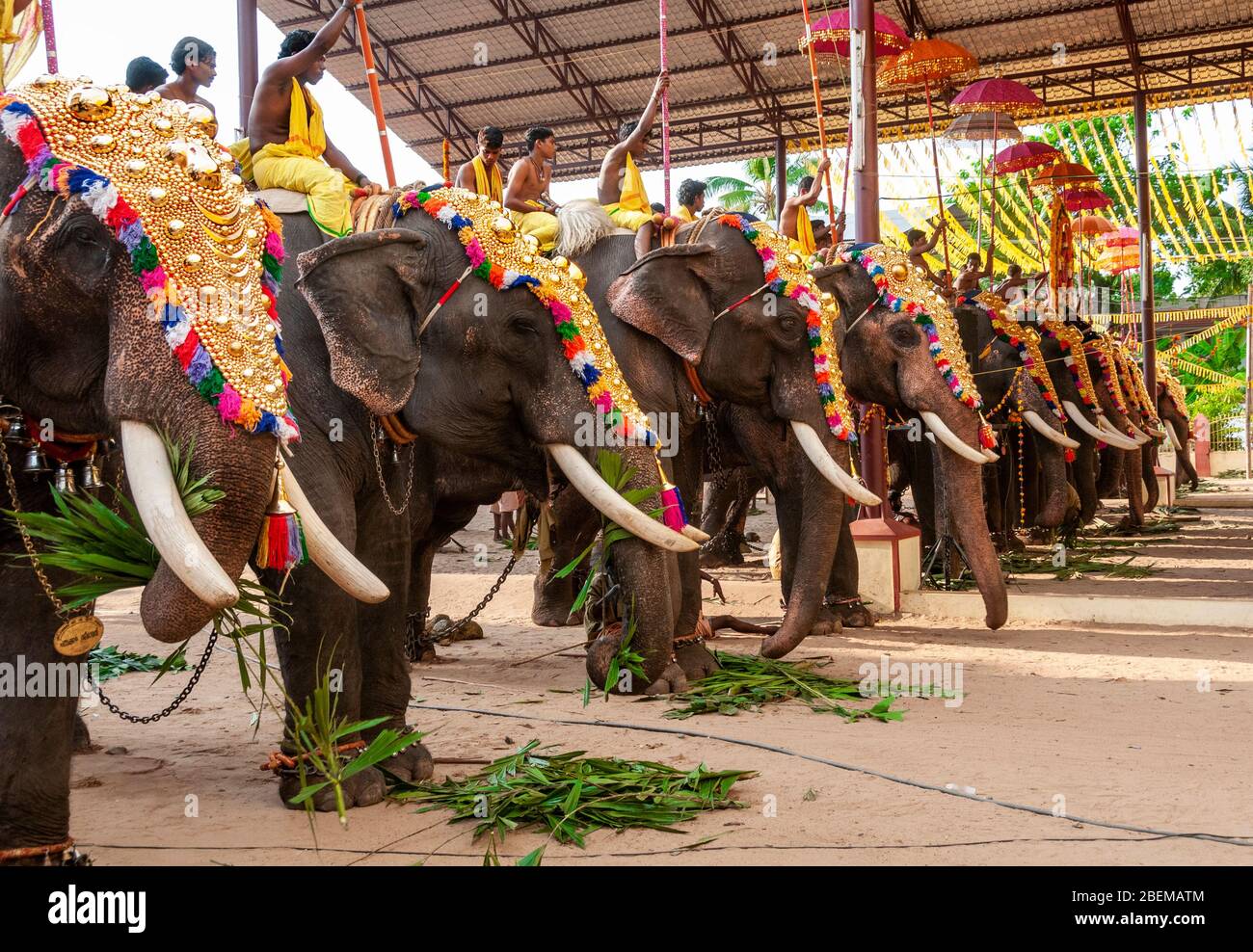 A spectacular display of decorated elephants lined up at the start of a ...