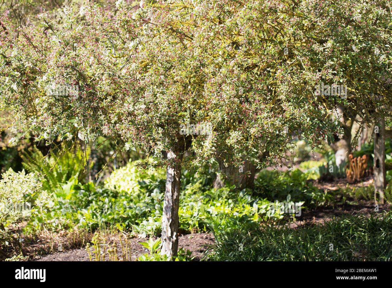 Malus tina hi-res stock photography and images - Alamy
