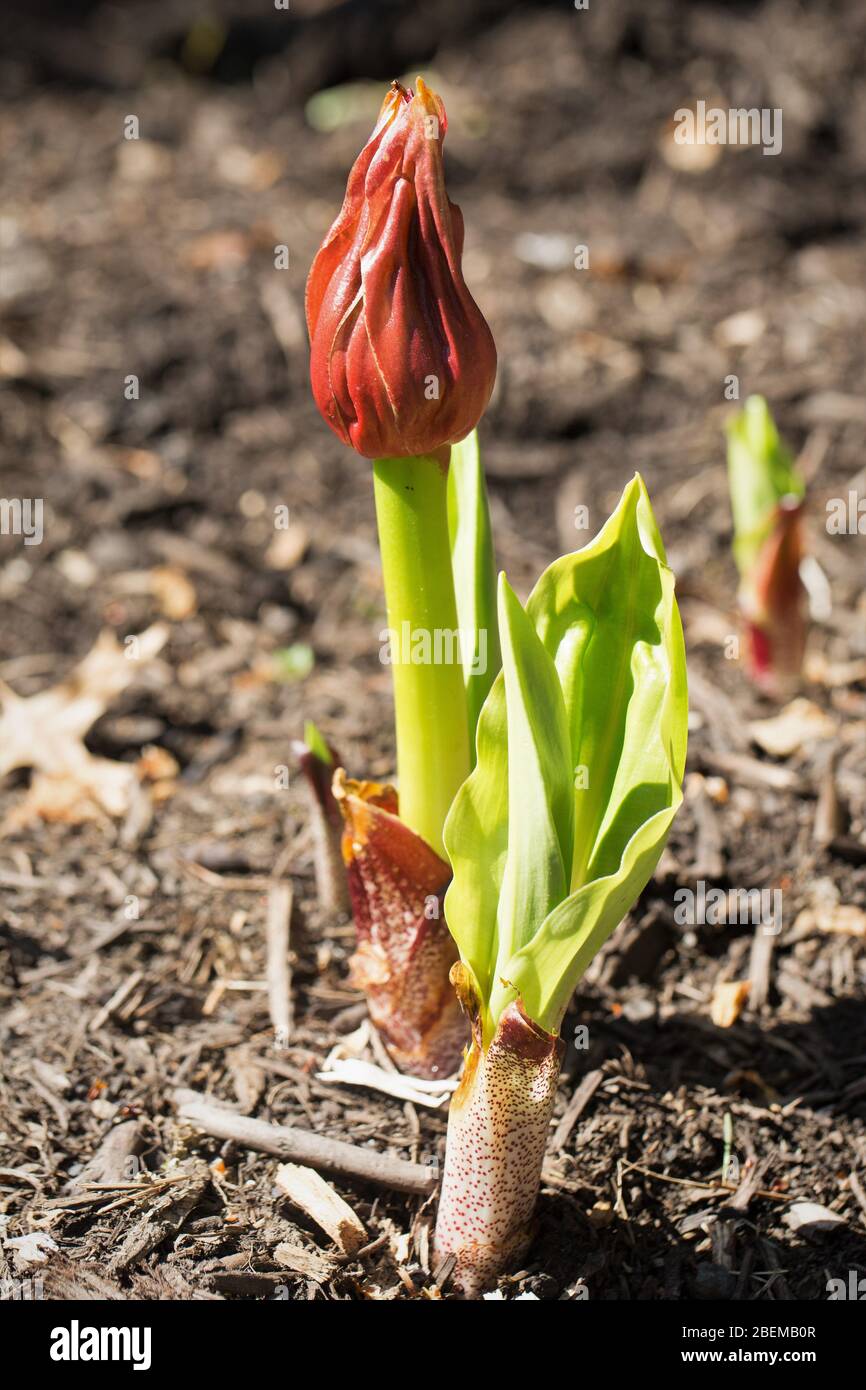 Scadoxus hi-res stock photography and images - Alamy