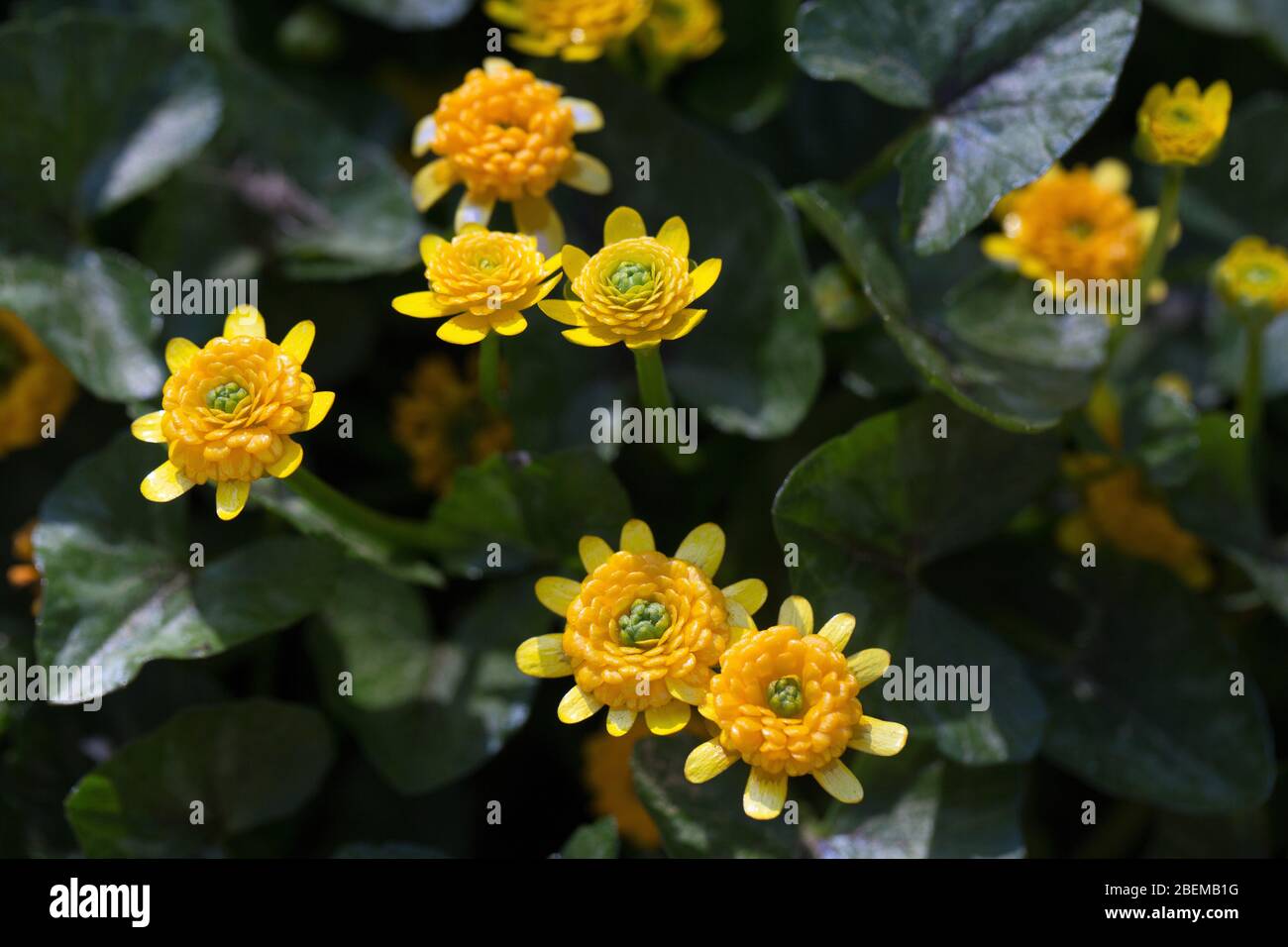 Collarette hi-res stock photography and images - Alamy