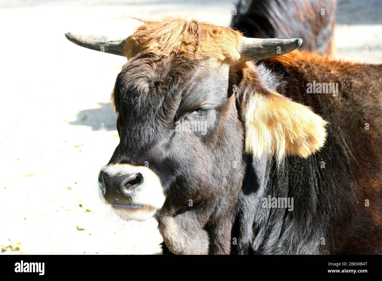 Simmental Bull Head
