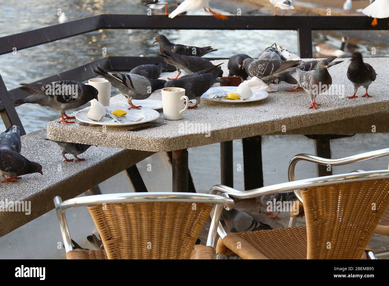 Bird eating left overs hi-res stock photography and images - Alamy