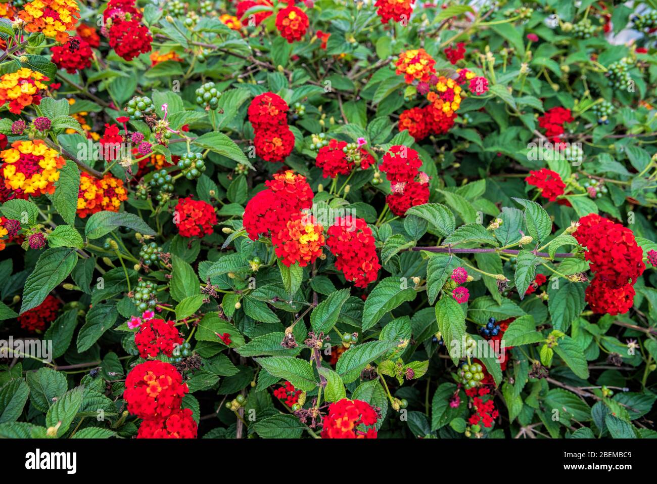 Lantana Camara Flowers Stock Photo - Alamy