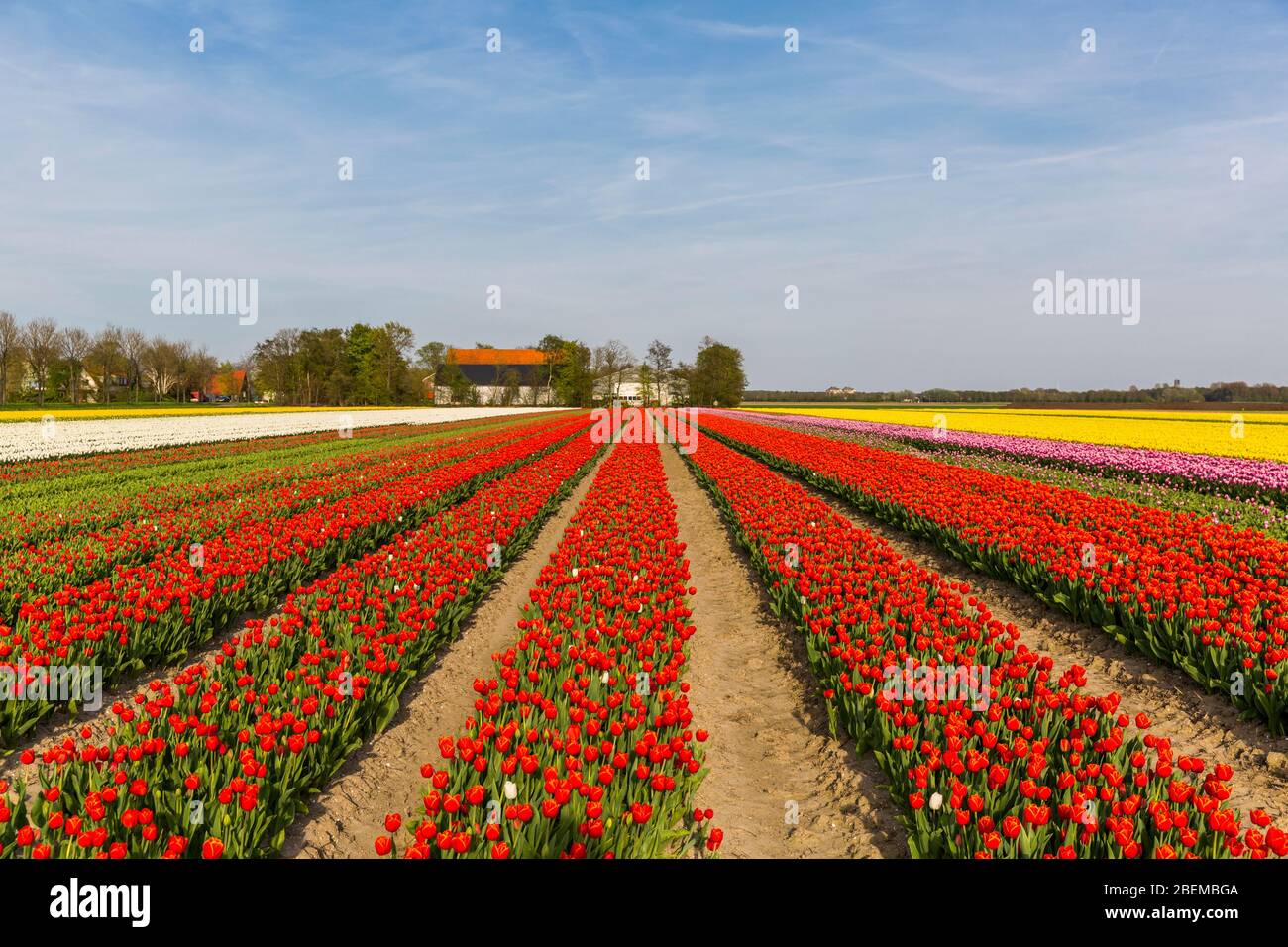Red tulip field in the Noordoostpolder municipality, Flevoland Stock ...