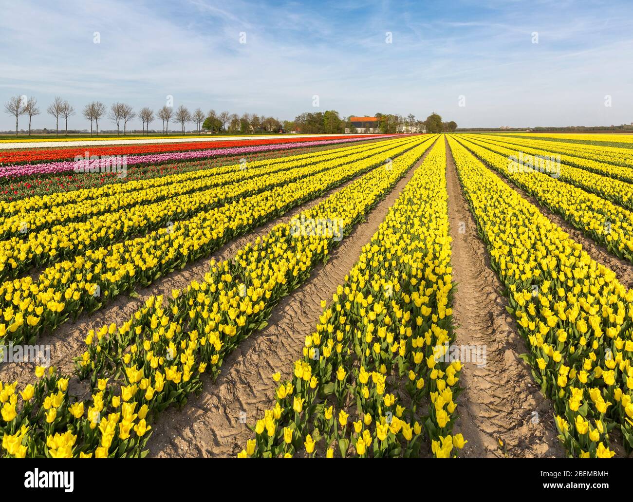 Yellow tulip field hi-res stock photography and images - Alamy