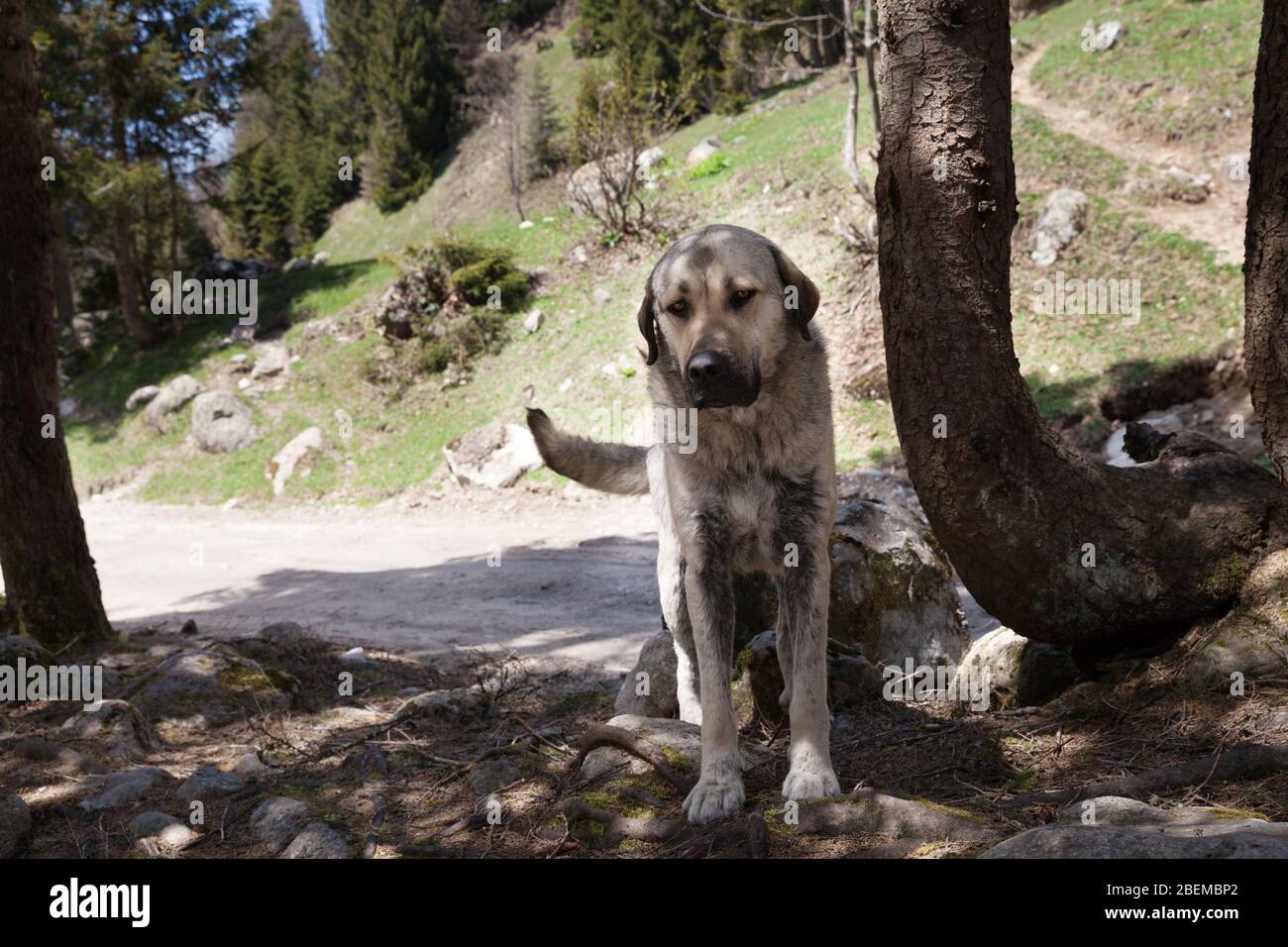 Droopy dog ears hi-res stock photography and images - Alamy