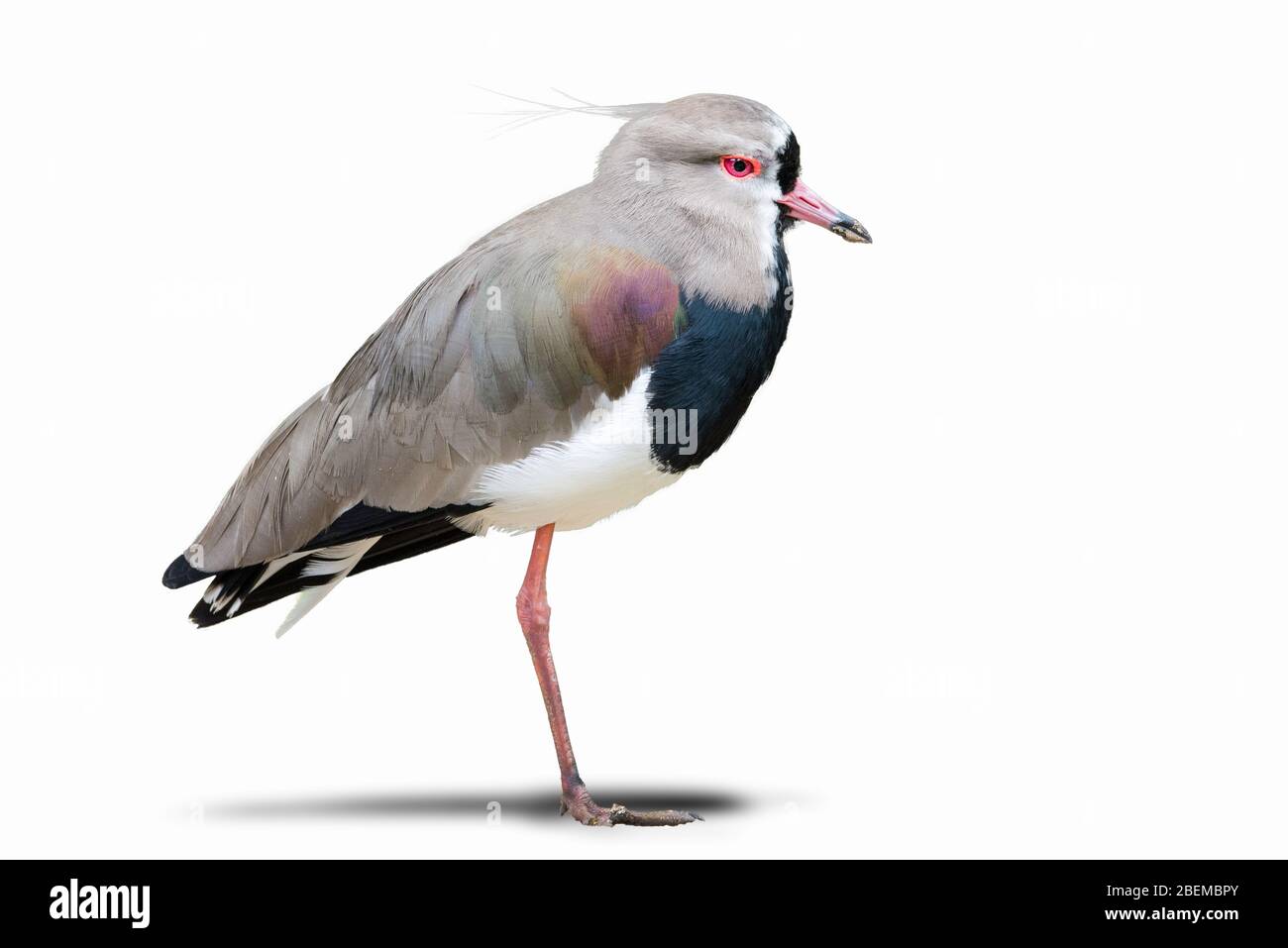 Southern lapwing bird isolated on white background (Vanellus chilensis ...