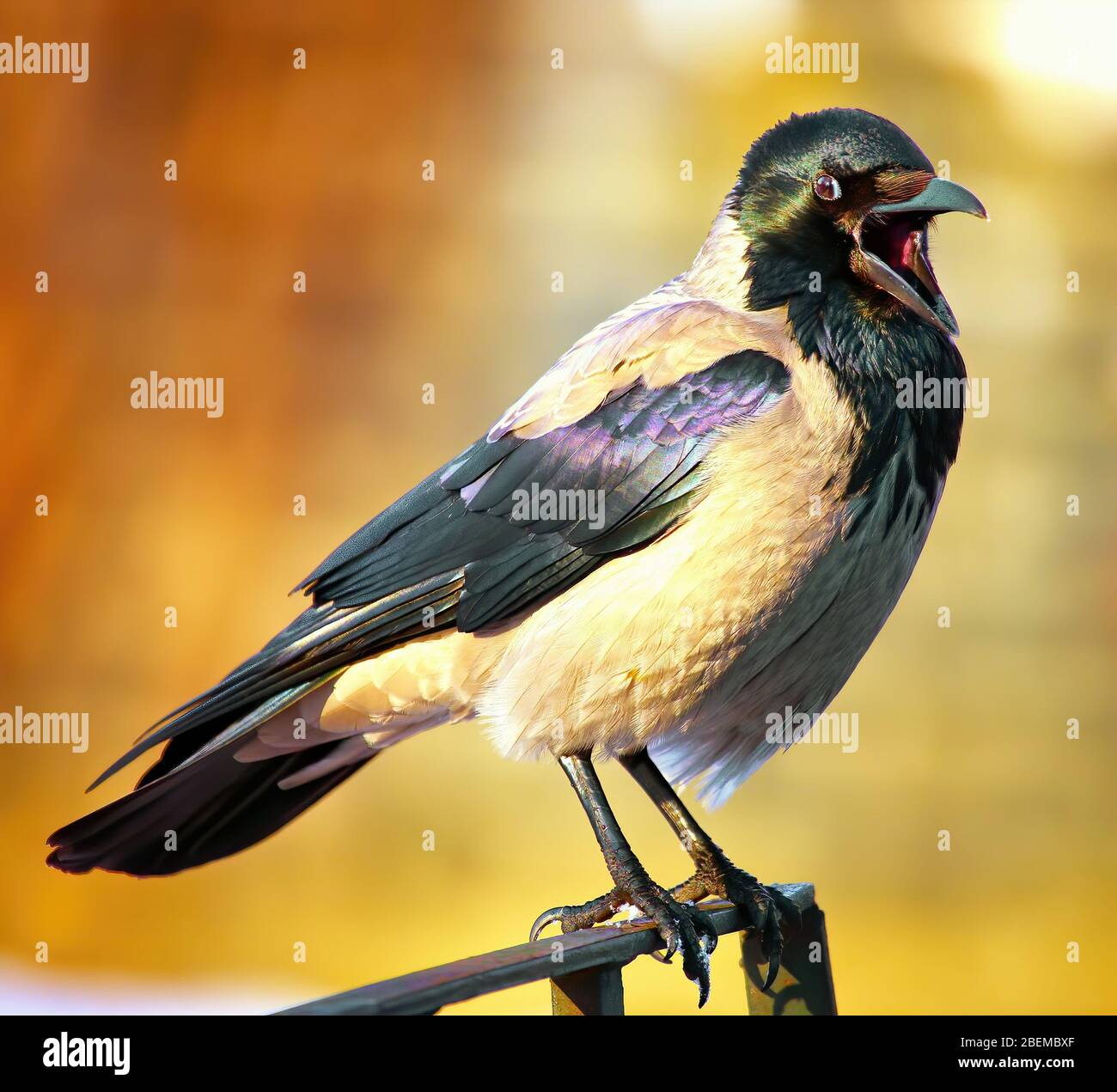 Hooded Crow (Corvus cornix Stock Photo - Alamy