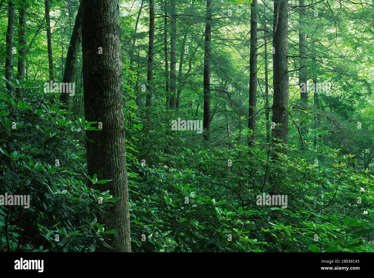 Joyce kilmer memorial forest hi-res stock photography and images - Alamy