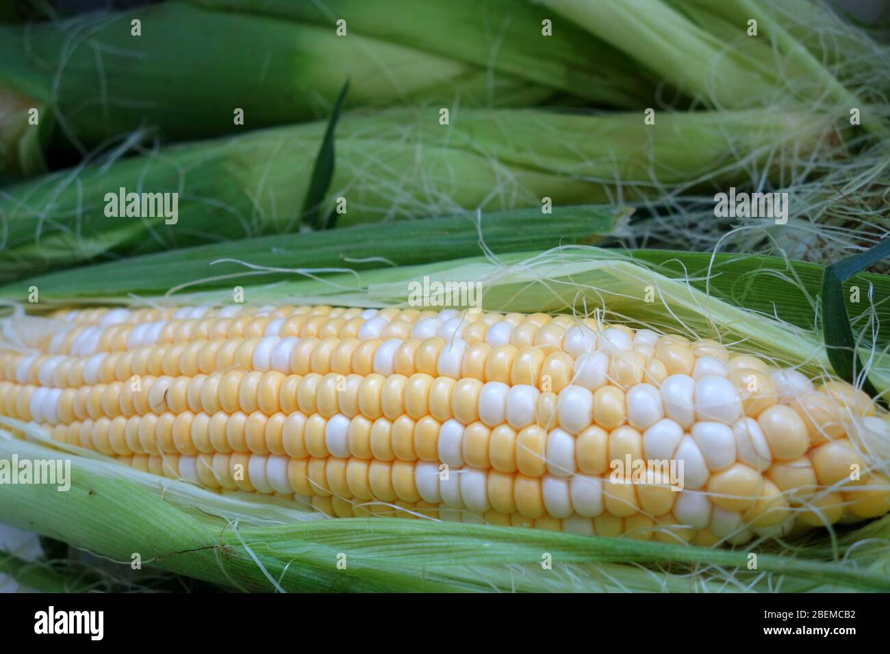 White and yellow fresh corn on the cob Stock Photo - Alamy