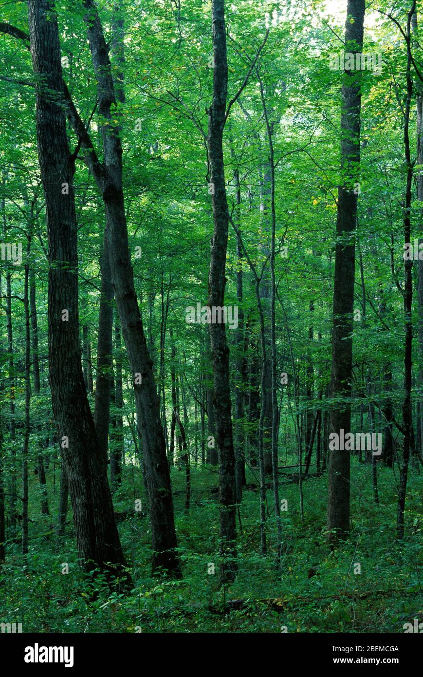 National forest north hi-res stock photography and images - Alamy