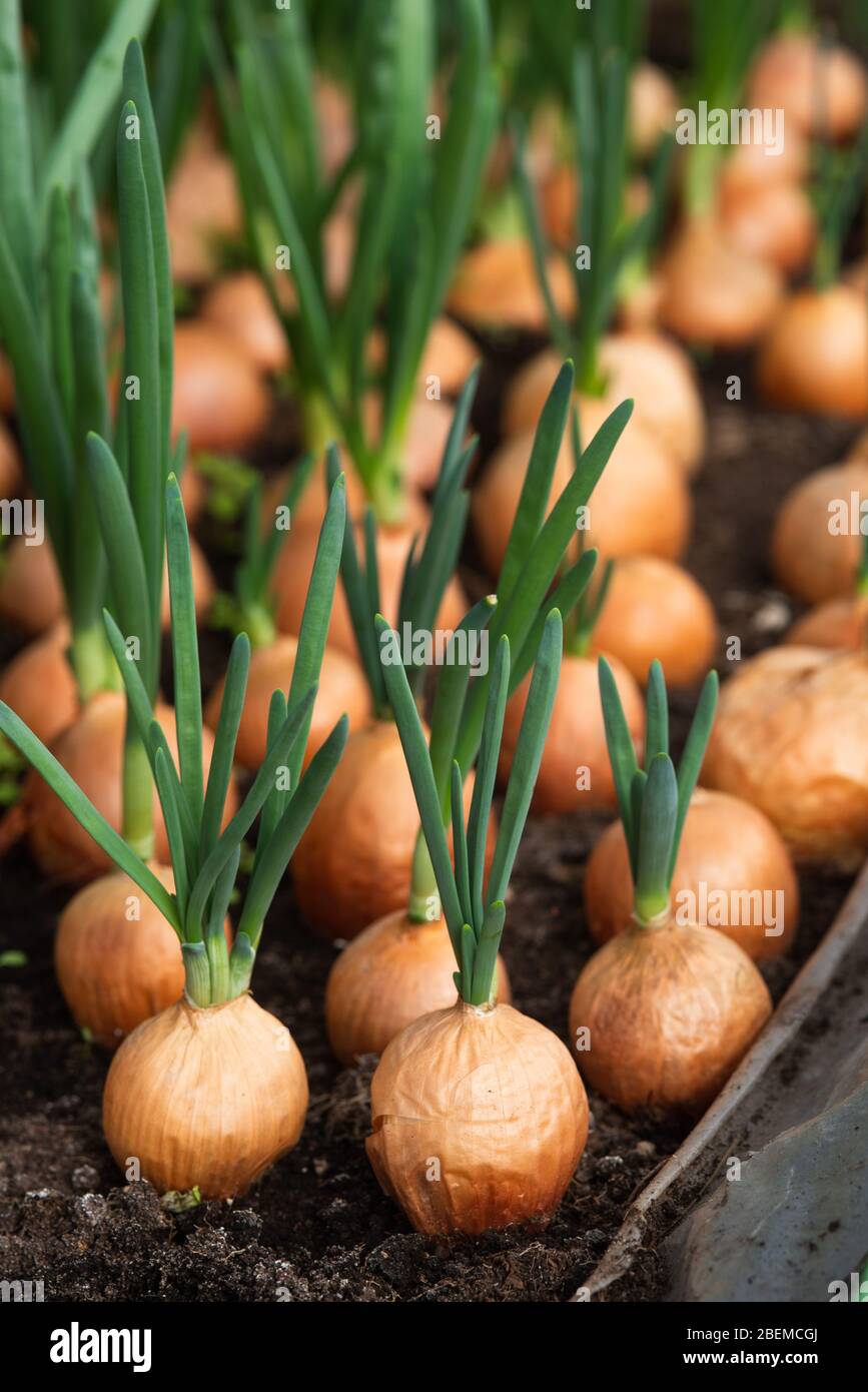 Sprouts of onion. Close up background Stock Photo - Alamy