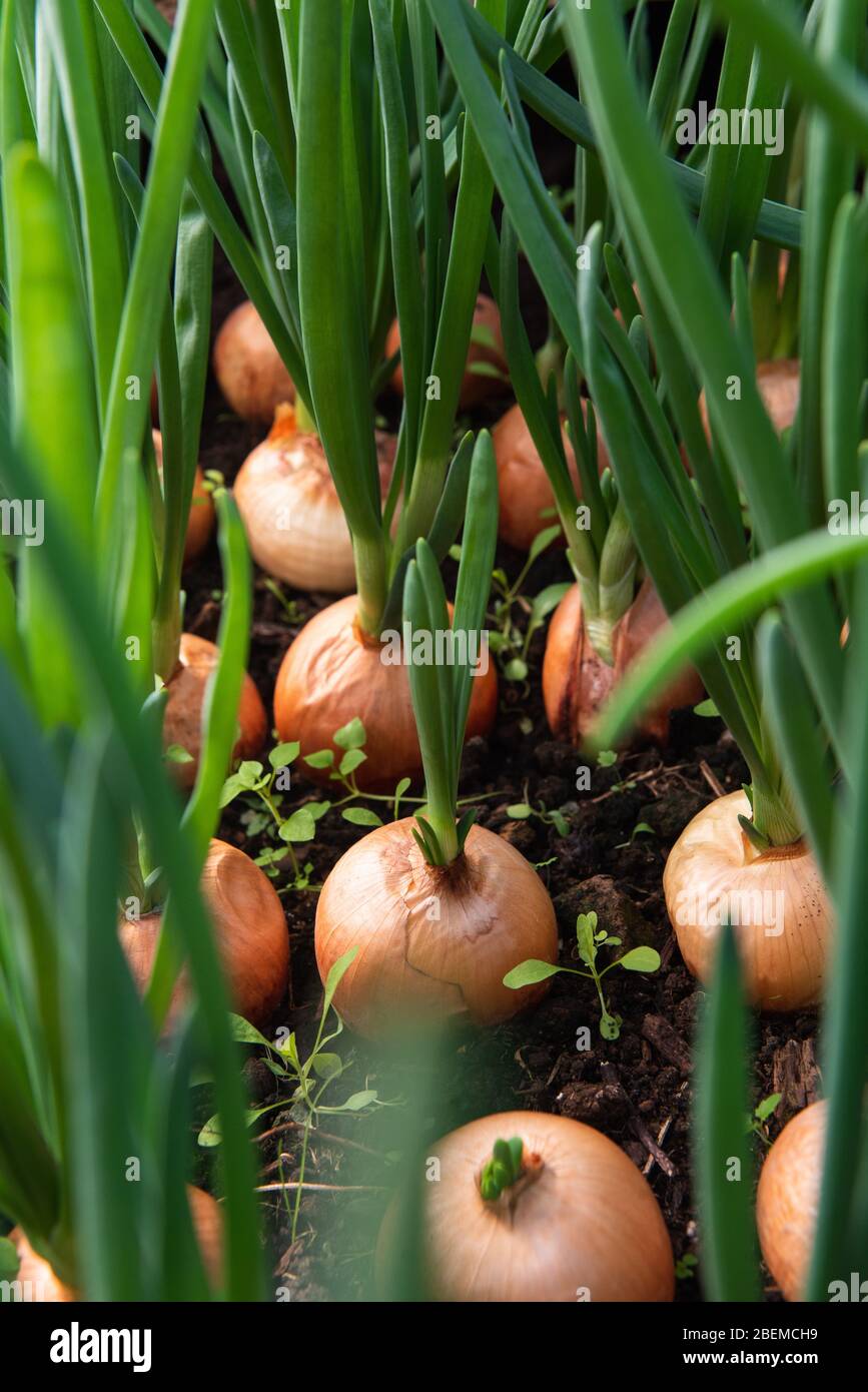 Spring onion plantation hi-res stock photography and images - Alamy
