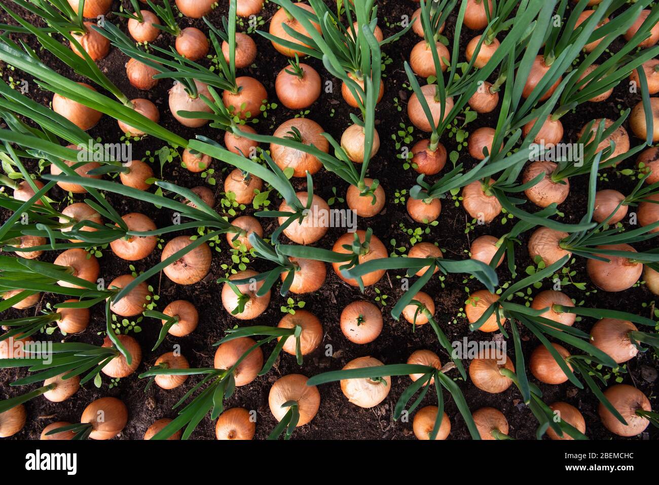 Sprouts of onion. Close up background Stock Photo - Alamy