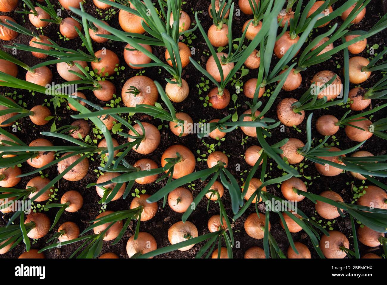 Onion close up hi-res stock photography and images - Alamy