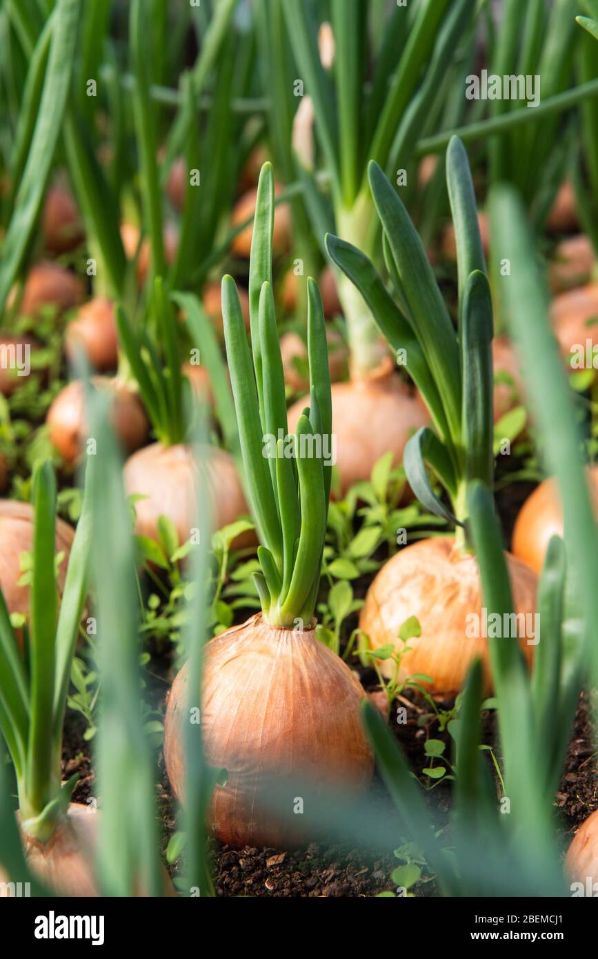 Sprout harvesting hi-res stock photography and images - Alamy