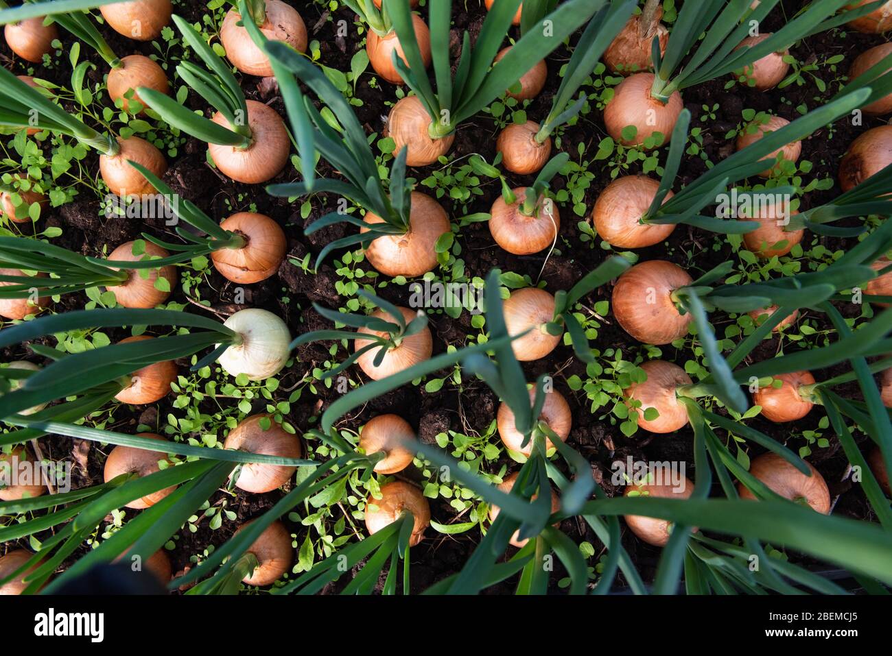Sprouts of onion. Close up background Stock Photo - Alamy