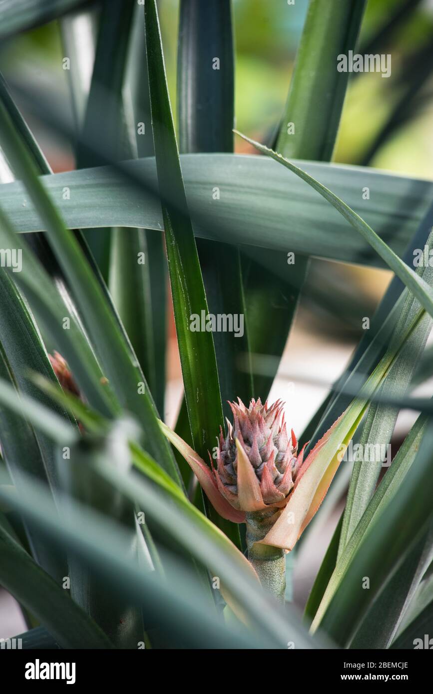 Pineapple plant flower tree hi-res stock photography and images - Alamy