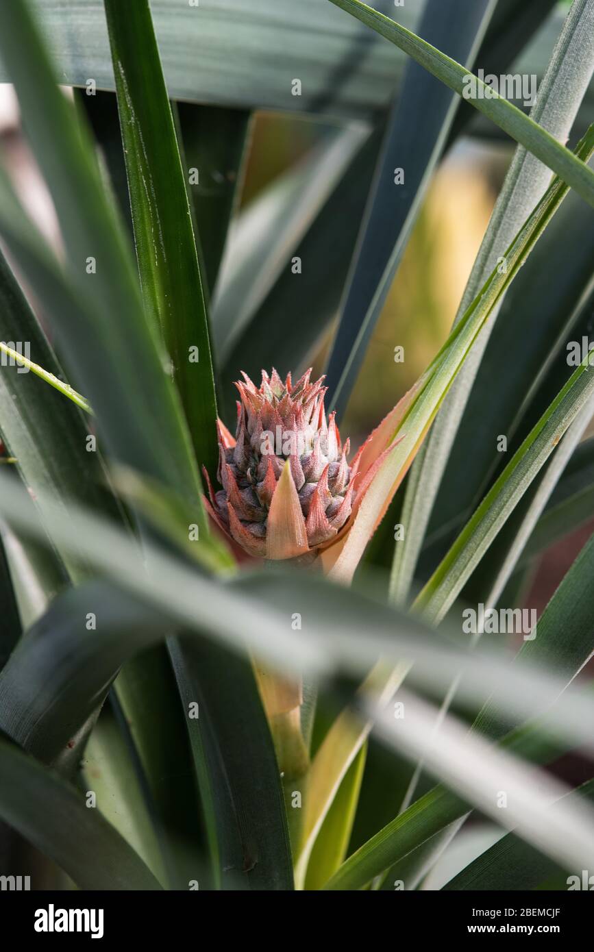 Pineapple plant flower tree hi-res stock photography and images - Alamy