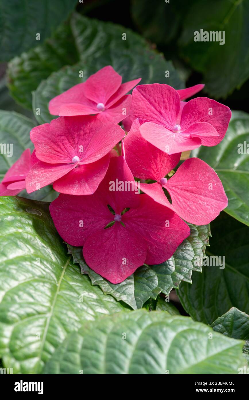 Hydrangea macrophylla bright red hi-res stock photography and images ...