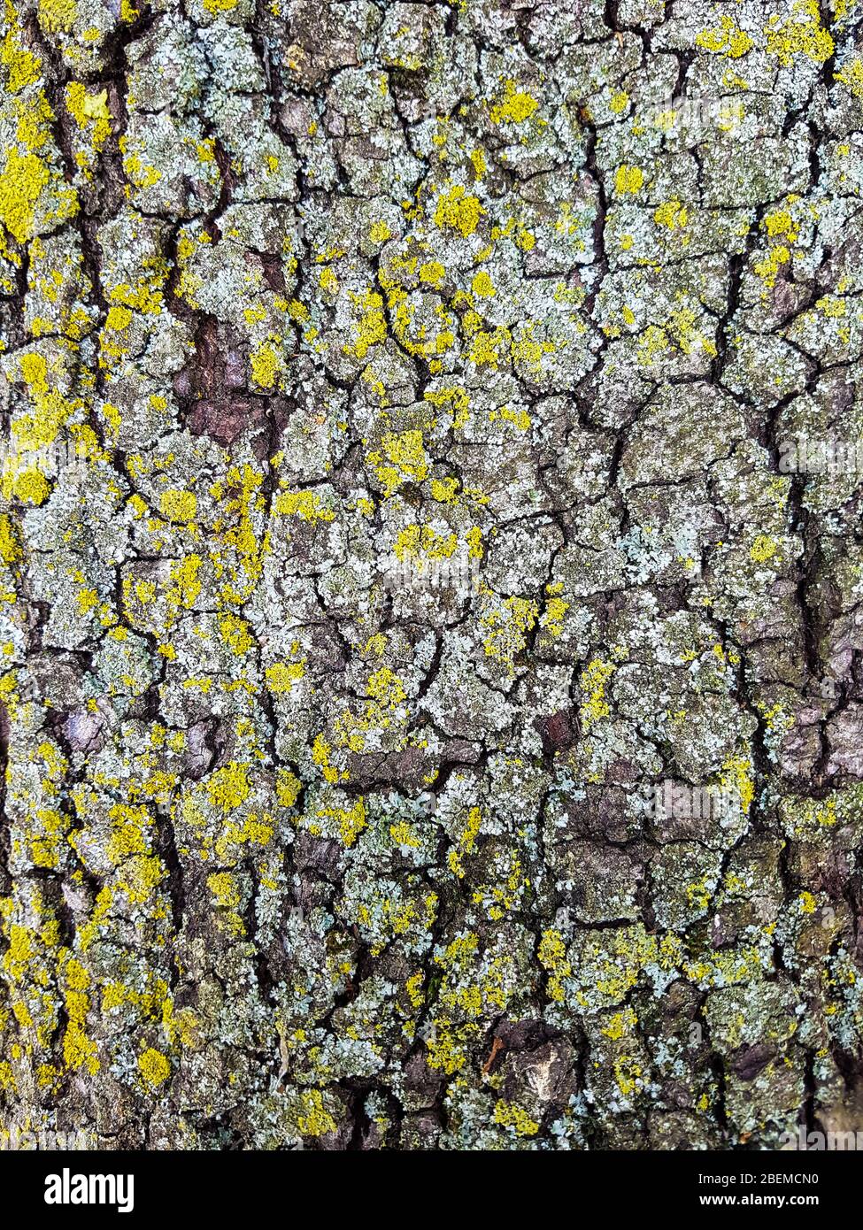 Pine tree background texture forest Stock Photo - Alamy