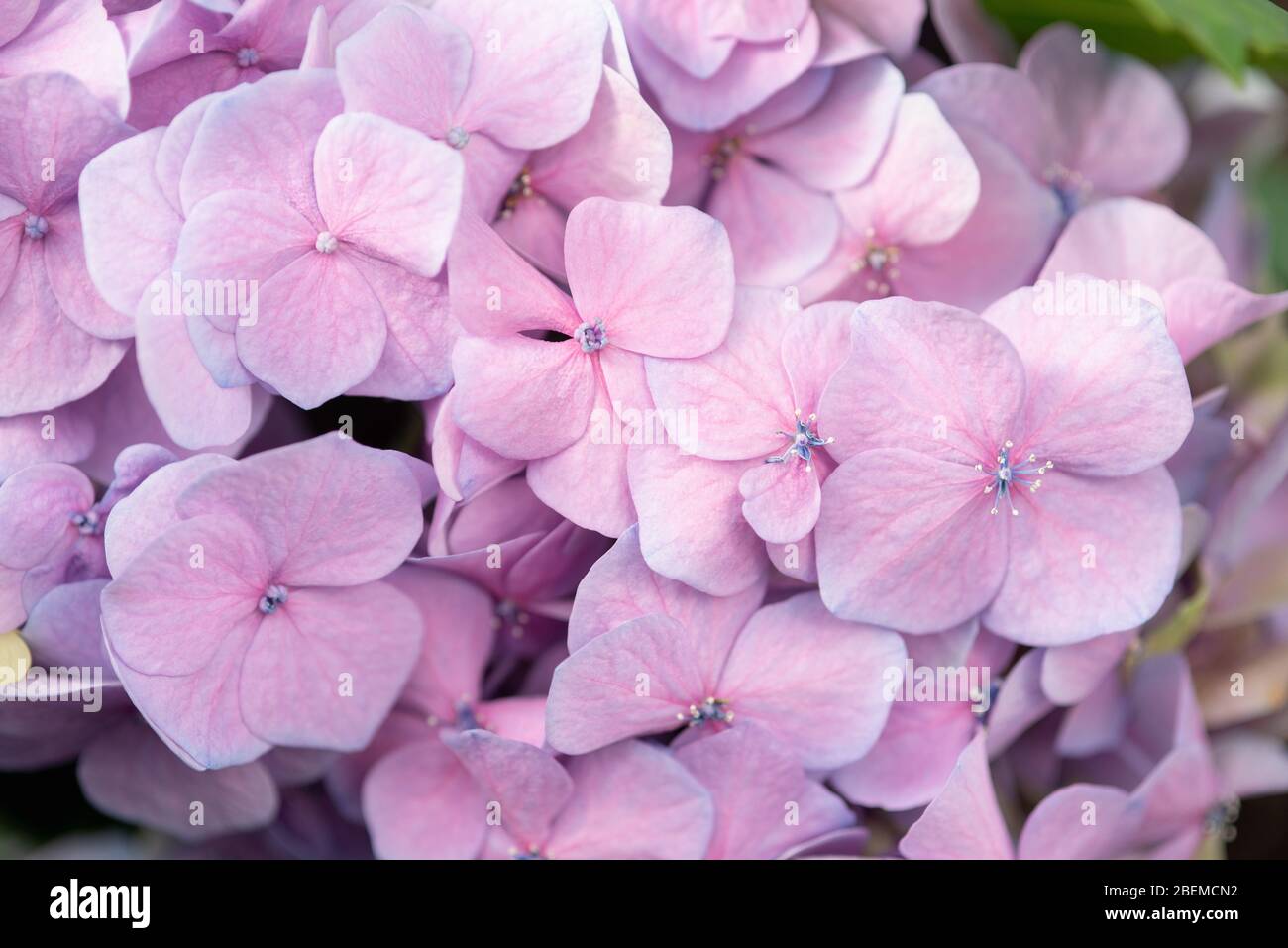 Violet hydrangea flowers close-up Stock Photo - Alamy
