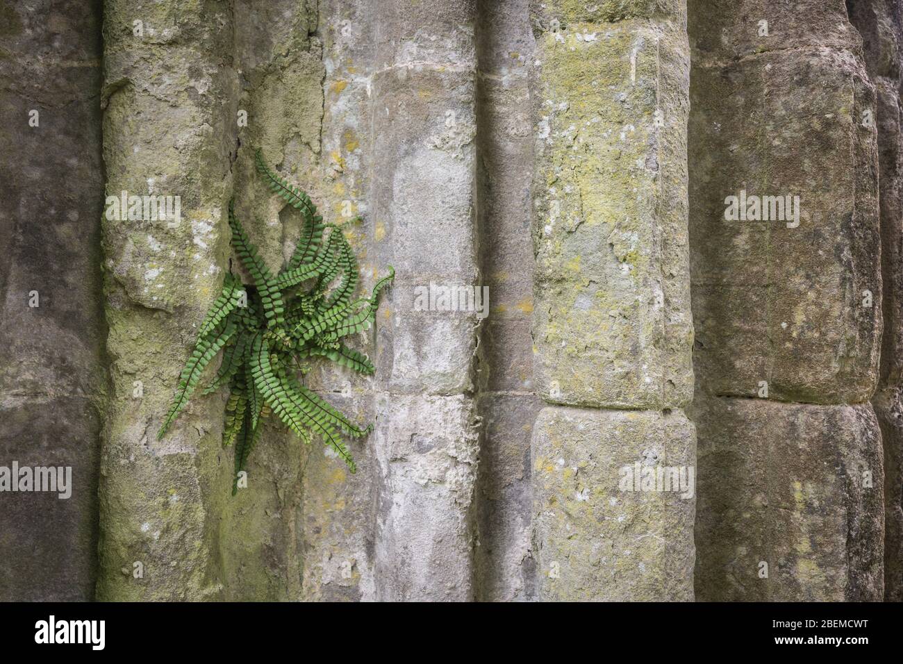 Wall detail of a scottish abbey Stock Photo - Alamy